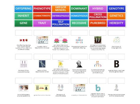 Gregor Mendel Genetics Une Las Parejas