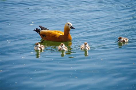 Duck With Duckling Named Ruddy Shelduck Or Tadorna Ferruginea Stock Image Image Of Nature