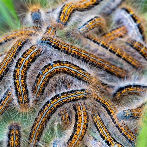 Orchard And Tree Pests Planet Natural