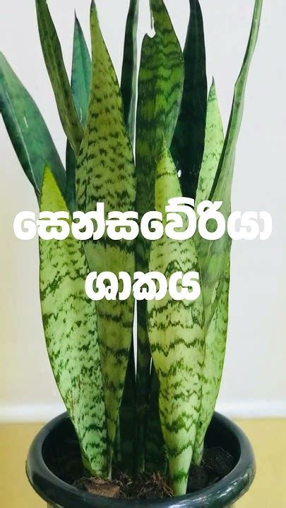 නිවසට වාසනාව ගෙන එන ශාක 7 🙏🌹🙏 Lucky Plant Viralshort Video Ytshorts Viralshorts Youtube