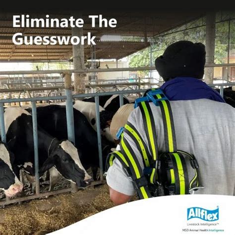 Neck Collar Sensor For Heat Detection And Health Monitoring Device For Cow At Best Price In Gurgaon