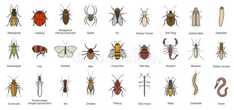 Bug Of Insect Vector Color Set Iconvector Illustration Insect Beetle