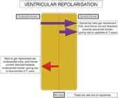 Mechanisms Of T Wave Inversion Download Scientific Diagram