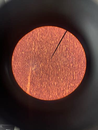 Microscope Tissues Flashcards Quizlet