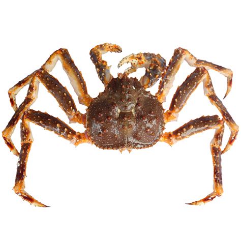 Alaskan King Crab Alive