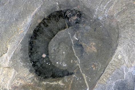 What Are Microfossils And Why Are They Important