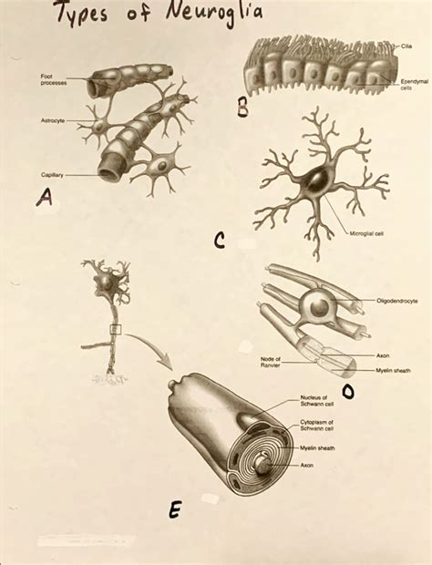 Anatomy And Physiology The Nervous System Neuroglia Diagram Quizlet