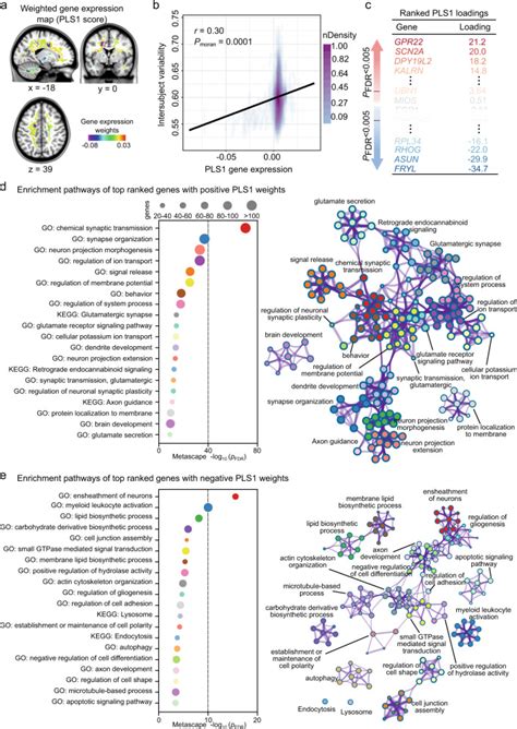 transcriptomic and macroscopic architectures of intersubject functional