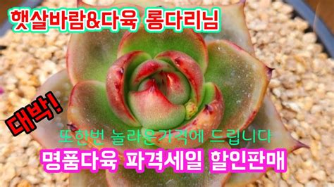 햇살바람and롱다리님다육💘명품다육 파격세일 할인판매다육이 多肉植物 명품다육 명품다육판매 Youtube