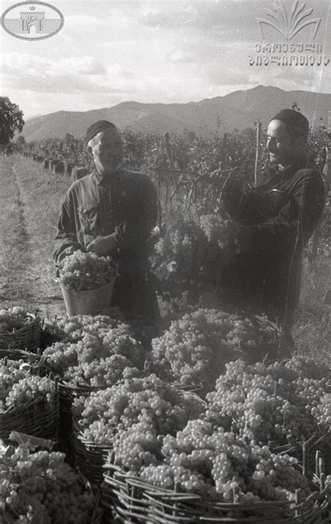 Iverieli რთველი კახეთში ფოტო თელავის ისტორიული მუზეუმის არქივიდან