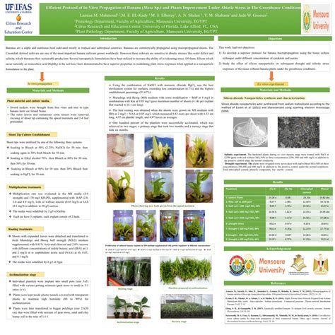 Pdf Efficient Protocol Of In Vitro Propagation Of Banana Musa Sp And Plants Improvement