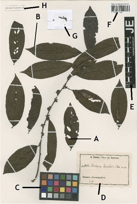 An Example Of A Typical Digitized Herbarium Specimen Image Leaf A Is Download Scientific