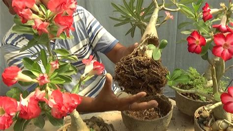 Best Potting Mix For Desert Rose At Landon Artis Blog