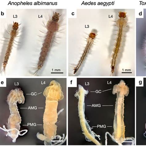 A Schematic Drawing Of The Mosquito Larval Digestive Tract Gc Gastric