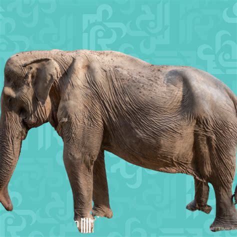 انقاذ فيل عجوز واللبنانيون يموتون المصدر الأبرز لأخبار المشاهير