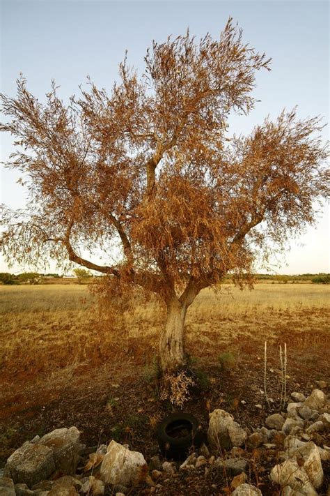 Sick Tree In A Polluted Environment Stock Image Image Of Italy Acid 99786661