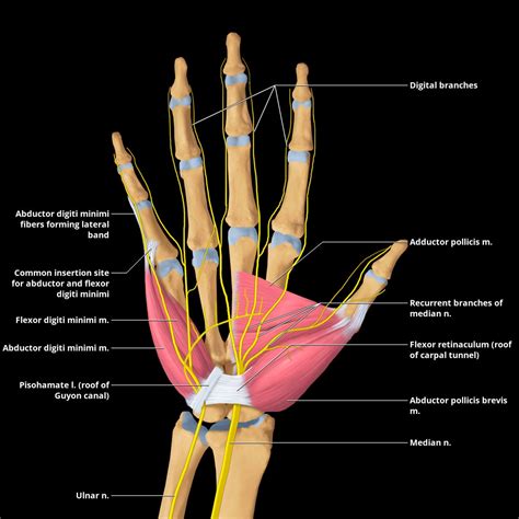 Median Nerve Radiology Key Median Nerve Radiology Key