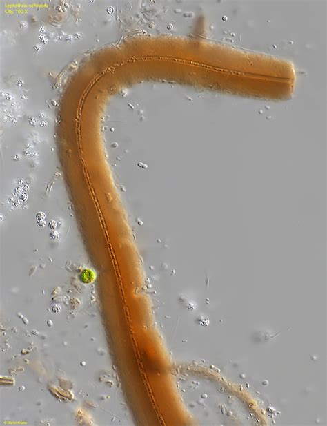 Leptothrix Ochracea Real Micro Life