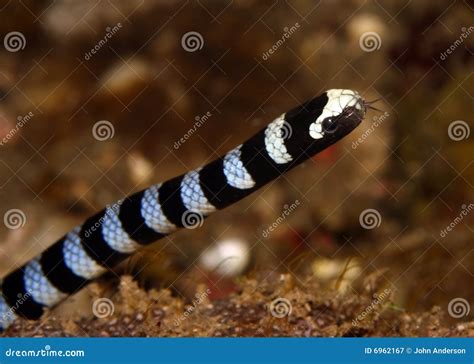 Banded Sea Snake Stock Image Image Of Pacific Sulawesi 6962167