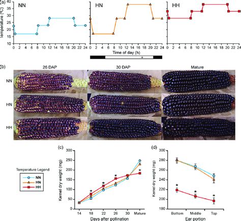 Temperature Regimes And Their Effects On Kernel Weight A Temperature