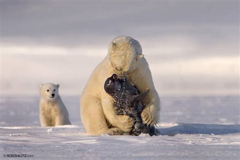 Amazing Polar Bear Photo Churchill Polar Bears