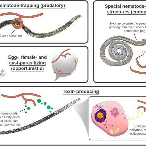 Illustrative Representation Of Types And Modes Of Action Of Download Scientific Diagram