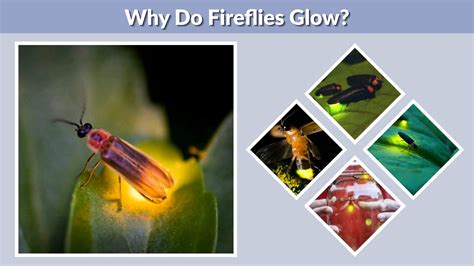 Why Do Fireflies Glow A Complete Explanation