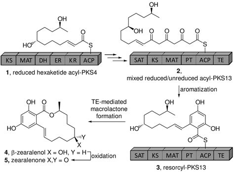 A Thioesterase From An Iterative Fungal Polyketide Synthase Shows Macrocylization And Cross