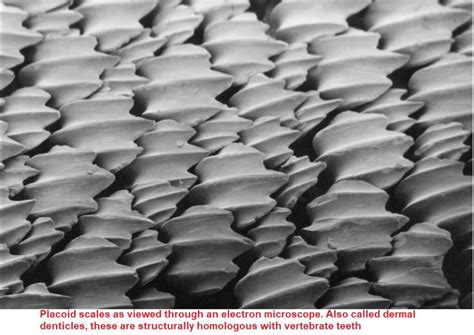 Scales In Fishes Pcsstudies Biology