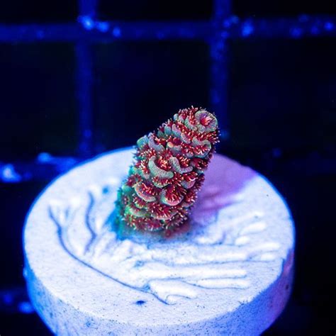 Ce Acro Mille Pink 海水魚専門店 Ceppo Onlinestore