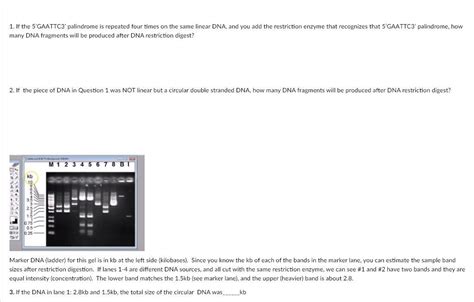 Solved 1 If The 5gaattc3 Palindrome Is Repeated Four
