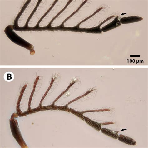 Dorsal View Of Dendrocerus Scutellaris A Male Holotype Download Scientific Diagram