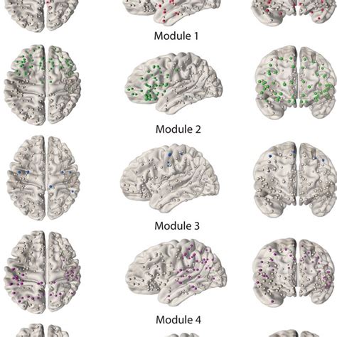 modular organization for whole group n 145 download scientific