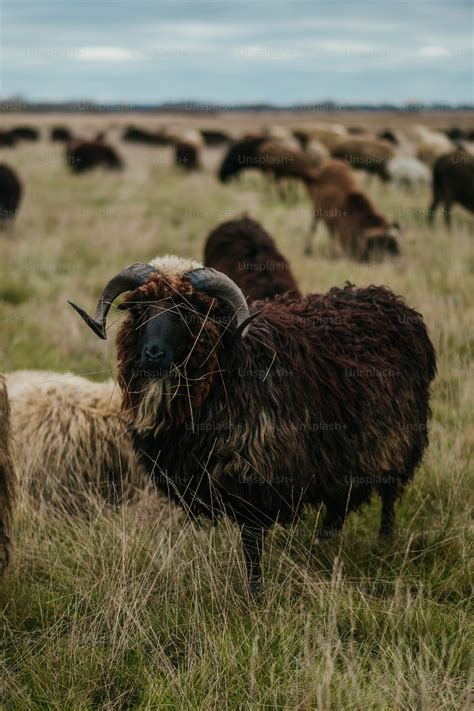 A Herd Of Sheep Grazing On A Lush Green Field Photo Kyiv Image On Unsplash