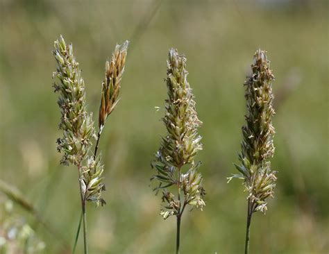 Koeleria Macrantha Crested Hair Grass Hugh Knott