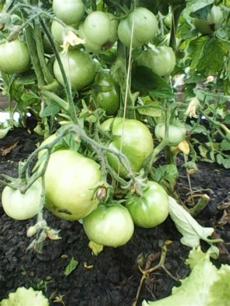 Томат Альфа: описание сорта, ОТЗЫВЫ (6), фото | tomatland.ru