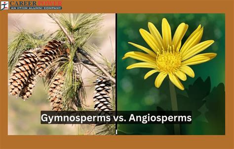 Gymnosperms Definition Examples And Reproduction Gymnosperm Life