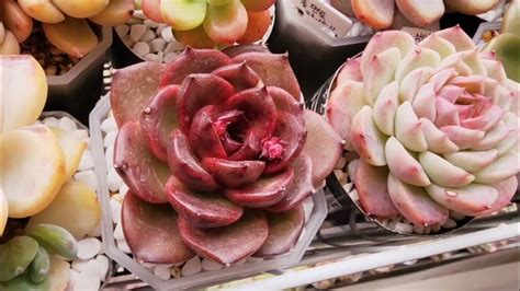 240325 오늘 전국적으로 비 소식이 있다고 하는데 비가 올까요 나날이 예쁜 색을 보여 주는 다육이들 찍어 봅니다 Youtube