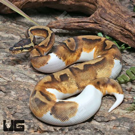 2018 Lavender Albino Spider Ball Python For Sale Underground Reptiles