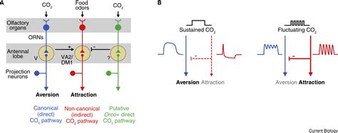 Sensory Biology Olfactory Crosstalk Reshapes Odor Coding Current Biology