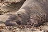Talkelephant Seal Wikipedia