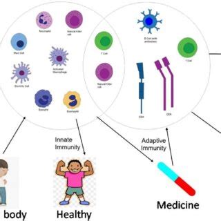 How Human Immune System Works Download Scientific Diagram
