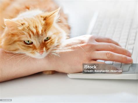 사람이 컴퓨터 키보드에서 타이핑 하 고 있습니다 귀여운 생강 고양이가 남자의 손에도 징 그것의 주인을 껴 안고 하 고 그의 일의