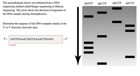Solved Ddatp Ddctp Ddgtp Ddttp The Autoradiogram Shown Was