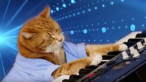 Internet Icon Keyboard Cat Is Dead Remember Him With This Crazy