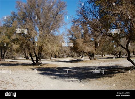 Trees Planted To Prevent Erosion Stock Photo Alamy