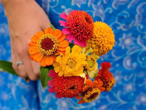 Baker Creek Zinnia Scabiosa Store The Plant Foundry