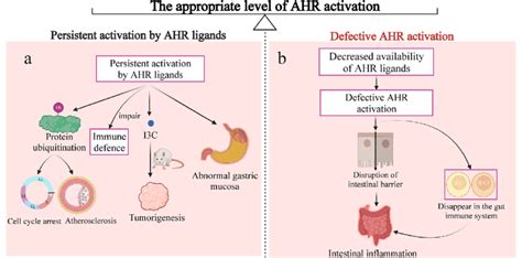 different effects on intestinal immunity between persistent activation