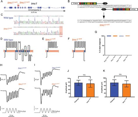 Mutation Of Tmc1 And Behavioral And Electrophysiological Evaluation Of Download Scientific