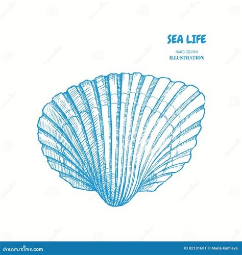 Seashell Vintage Beach Marine Seashell Sketch Stock Vector Illustration Of Realistic Element